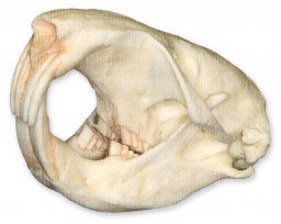 Amazon.com: Gopher Skull (Teaching Quality Replica): Industrial ...