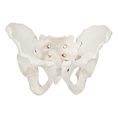 TEHAUX Life Size Female Pelvis Model, Hip Model – Female Anatomy Model ...