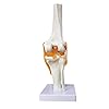 Human Functional Knee Joint Model, with Ligament, Life Size for Medical ...