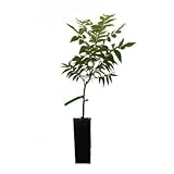 Pecan tree - How to grow & care