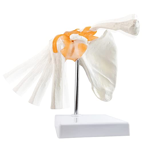 Anatomical Shoulder Joint Model Medical Anatomy Skeleton, Human Body ...