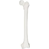 Skull Model Realistic Human Femur Bone Model - Right Leg | Life-Size ...