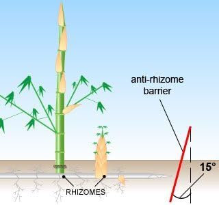 Root Barrier for Bamboo - stop roots and rhizomes with root control ...