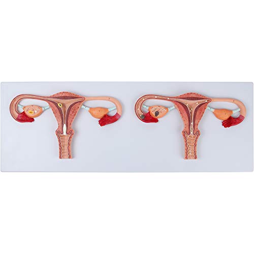 Axis Scientific Human Fertilization Process Model, Features Cross ...