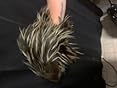 Amazon.com: Folkmanis Porcupine Hand Puppet : Toys & Games