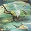 Shark Lady: True Adventures of Eugenie Clark: Ann Mcgovern, Ruth Chew ...