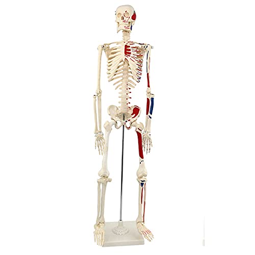 Mua Life Size Skeleton Model, 33in Removable Organs 3D Human Organ ...