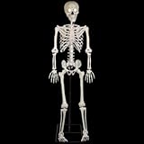 Bony Tony - Animatronic Talking Skeleton With Microphone - The Green Head