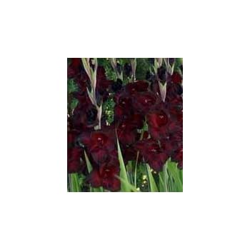 Amazon.com : Beautiful Flowering Black Mapira Lily Blooming Sized Bulb ...