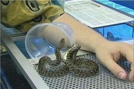 Watch Choosing a Pet Snake& Local Laws on Amazon Live