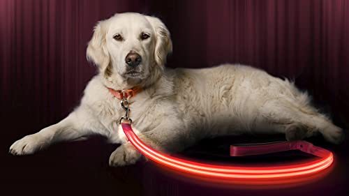 The Best Light-Up Dog Leashes - Dogtime