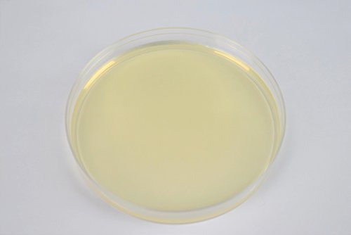 Tryptic Soy Agar (TSA), (10-Pack), Pre-Poured, Flat-Packed, - Want It All
