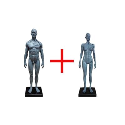 Human Anatomy Model】-11-inch Male & Female Philippines | Ubuy