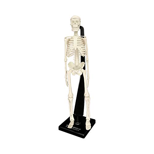 Human Anatomical Skeletal System for Display Study,Basic Skeleton Model ...