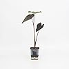 Black Magic Taro | Elephant Ears Plant for Ponds and Garden in Bahrain ...