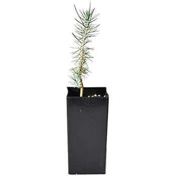 Amazon.com : TreesAgain Potted Pinyon Pine Tree - Pinus edulis - 4 to 9+ inches (See State ...
