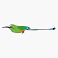 Amazon.com: Turquoise-Browed Motmot (Torogoz/Guardabarranco) Sticker ...