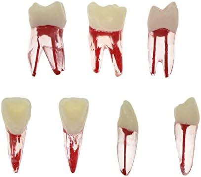 سعر 7Pcs Dental Endodontic Root Canal RCT Practice Endo Teeth Tooth ...