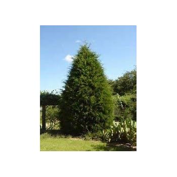 Amazon.com : 20 Cedrus Deodara Tree Seeds / Himalayan Cedar (Deodar ...