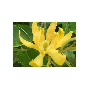 Amazon.com : Michelia Alba/Magnolia Champaca Live Plant (White Flowers ...