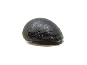 Amazon.com : Aquatic Arts 5 Black Racer Nerite Snails | Nano Aquarium ...