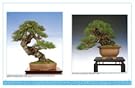 Bonsai Today Masters' Series: Pines, Growing & Styling Japanese Black ...