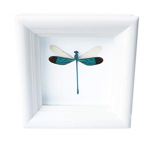 Real Dragonfly Insect Display Taxidermy Art - Damselfly | Pricepulse