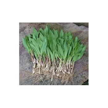 Amazon.com : Ramp, Wild Leek Seeds (Allium tricoccum) Perennial (30 ...