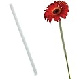 Amazon.com : Gerbera Sleeve - One (1) Bag of 250 Green Gerbera Flower ...