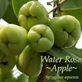 Water apple - How to grow & care