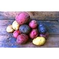 Amazon.com : Seed Potato Mix, 15 lbs. Certified Seed Non GMO Red Lasoda ...