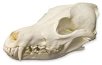 Coyote Skull (Teaching Quality Replica): Animal Anatomical Models ...