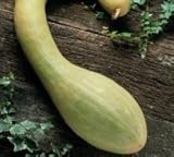 ITALIAN HEIRLOOM HERITAGE COURGETTE TROMBONCINO ALBENGA TRAILING EARLY ...