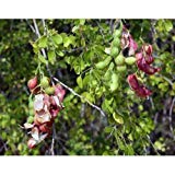 Pithecellobium dulce - How to grow & care