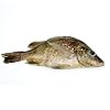 Anatomy Lab Perch Specimen for Dissection, for Biology Classrooms ...