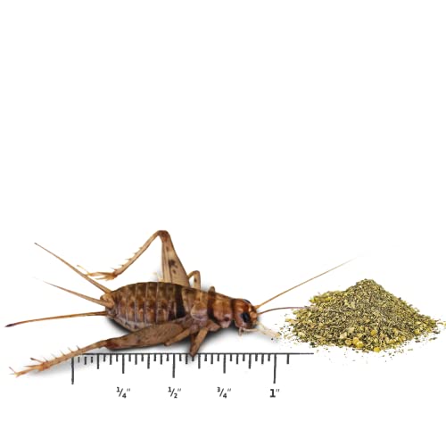 Josh's Frogs 1" GUTLOADED Banded Crickets (60 Count) | Pricepulse