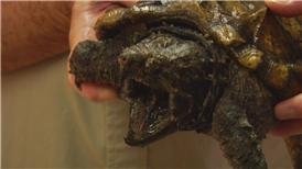 Watch How to Take Care of a Snapping Turtle on Amazon Live