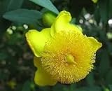 Hypericum - How to grow & care
