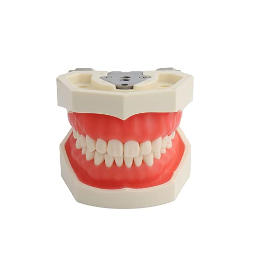 YOUYA DENTAL TM-021 Dental Typodont Teeth Model, Completely Detachable ...