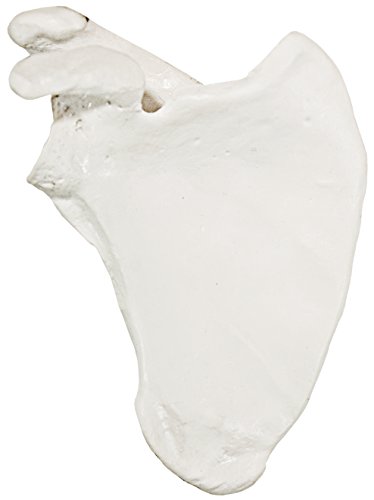Mua Axis Scientific Shoulder Anatomy Model of Right Scapula Bone ...