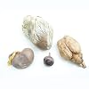Anatomy Lab Preserved Mammal Organs Specimen for Dissection Set, Pack ...
