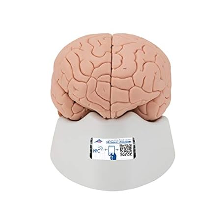 Mua Brain Model for Observing Mid-Sagittal Surface of the Brain - Brain ...