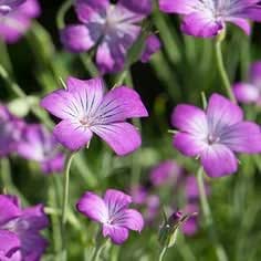 Amazon.com : Agrostemma githago milas Purple Queen,Corn Cockle, Hardy ...
