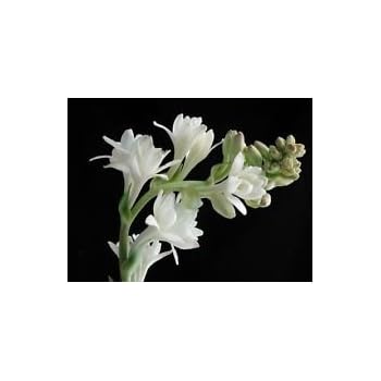 Amazon.com : Double Pearl Tuberose 2 Bulbs - FRAGRANT - Polianthus ...