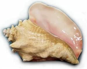 Amazon.com: Charleston Seafood Frozen Conch Meat, 80-Ounce Box ...