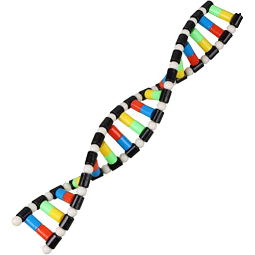 iplusmile DNA Models Double Helix Structure Models DNA Double Helix ...