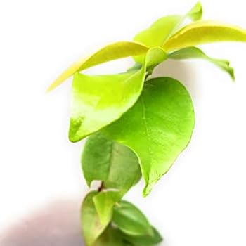 Amazon.com : ~PITANGATUBA~ FRUIT TREE Eugenia selloi neonita STAR ...