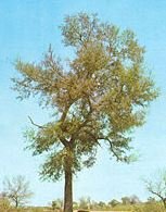 Buy Quebracho Blanko Bark, Powder - Wildcrafted - Aspidosperma ...