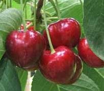 Mua Summit 1st Year Grafted Seedling (2022), American Cherry, Cherry ...