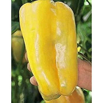 Amazon.com : Yellow Monster Sweet Bell Pepper Seeds - A Colossal Sweet ...
